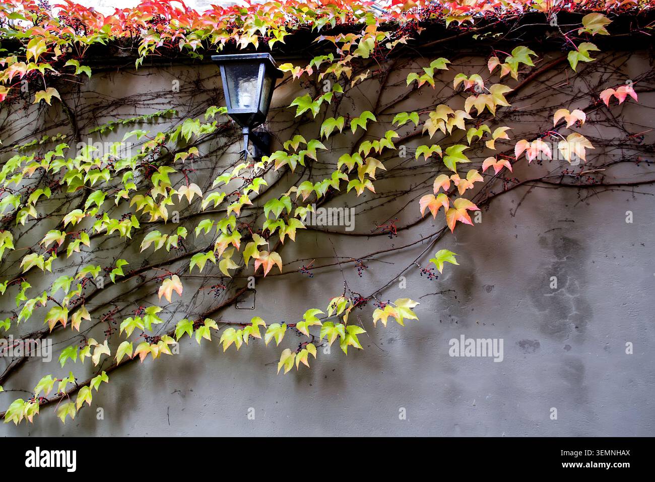 Concrete wall with grape vine in autumn. Selective focus Stock Photo ...