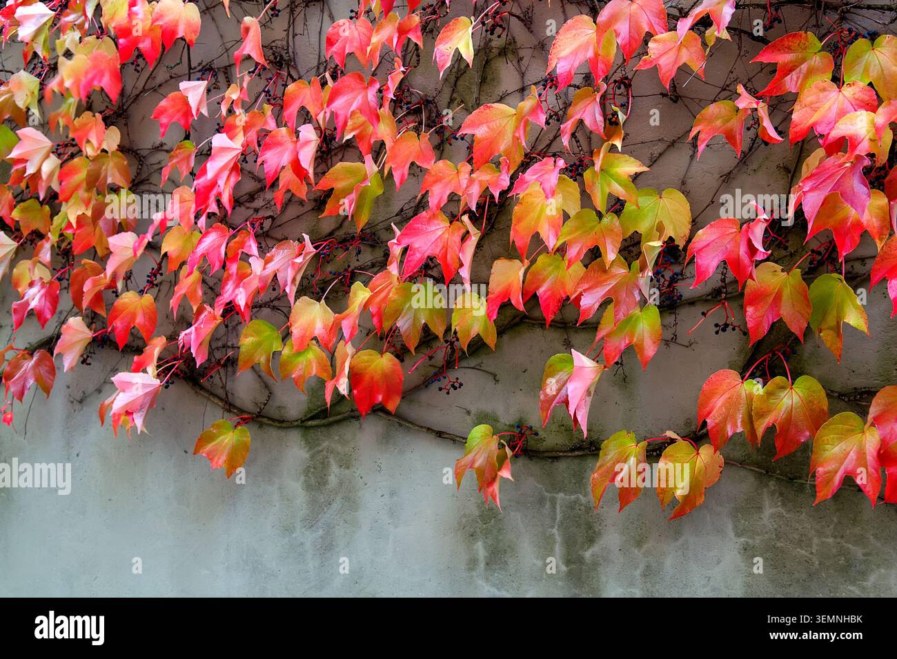 Concrete wall with grape vine in autumn. Selective focus Stock Photo ...