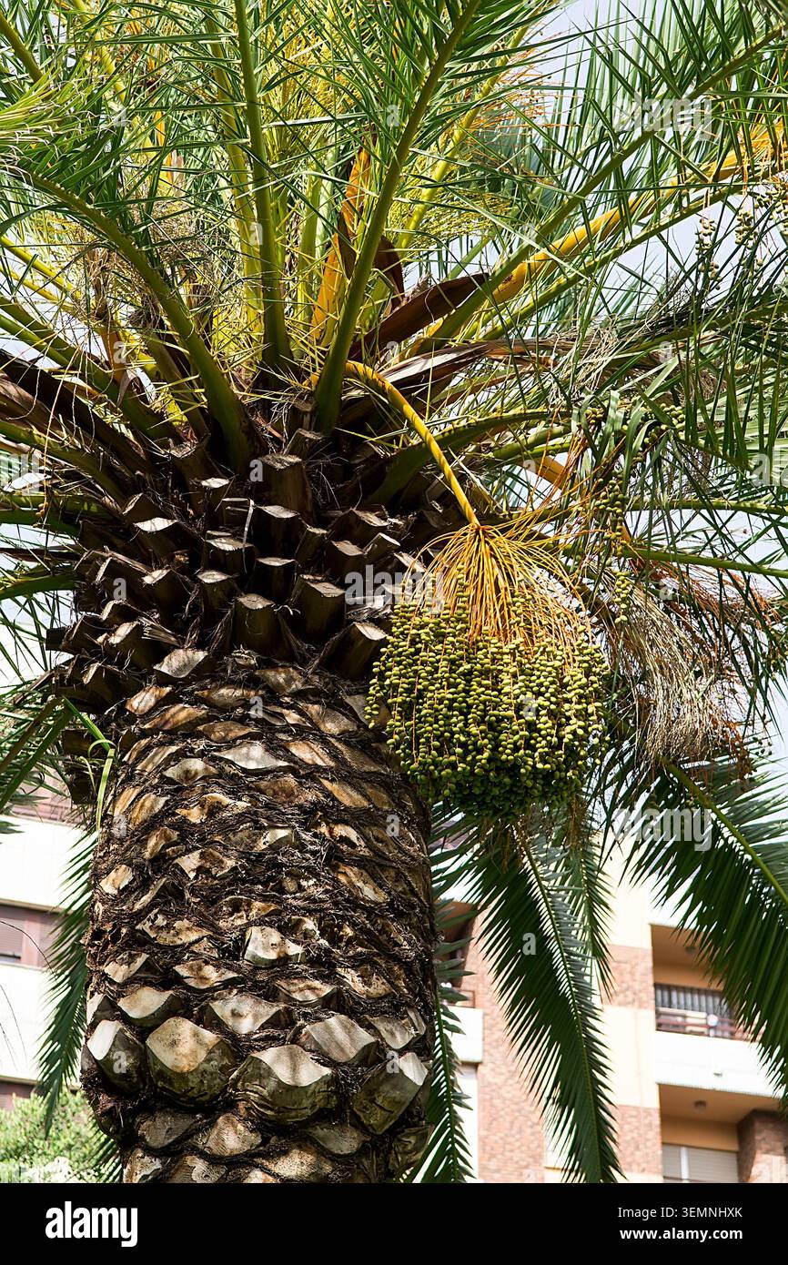 Brown palm tree trunk. Detailed photo of tropical plant Stock Photo - Alamy