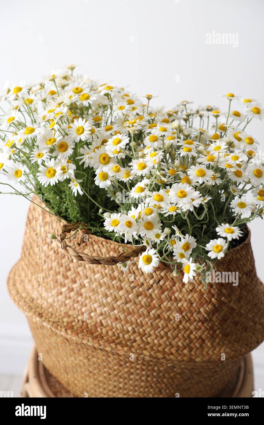 Beautiful chamomile flowers in wicker basket on table near white wall ...