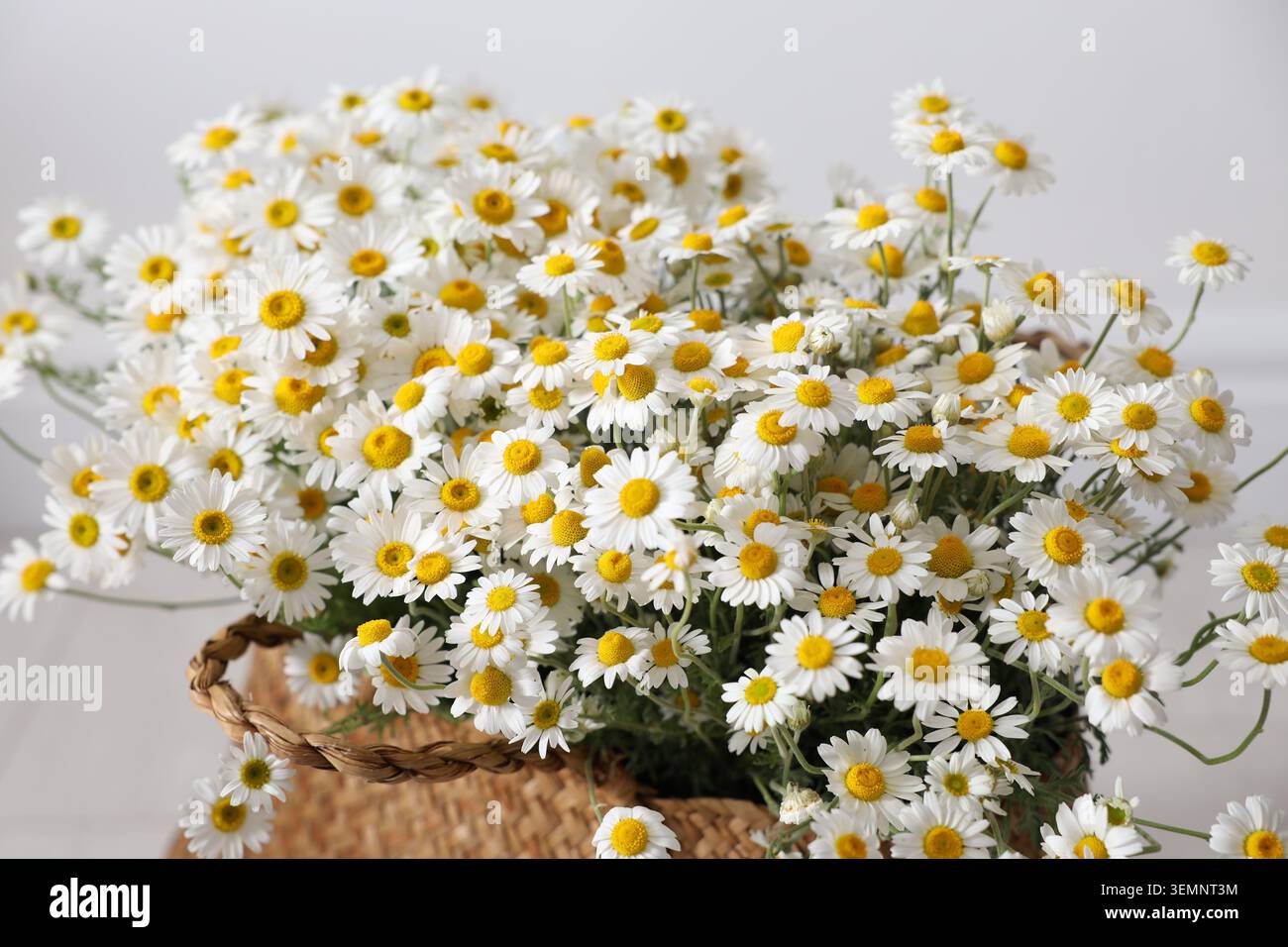 Beautiful chamomile flowers in wicker basket near white wall, closeup ...