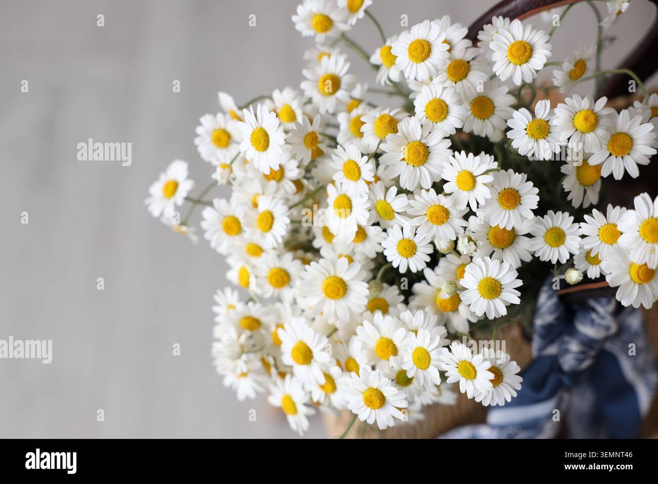 Beautiful chamomile flowers in bag indoors, closeup Stock Photo - Alamy