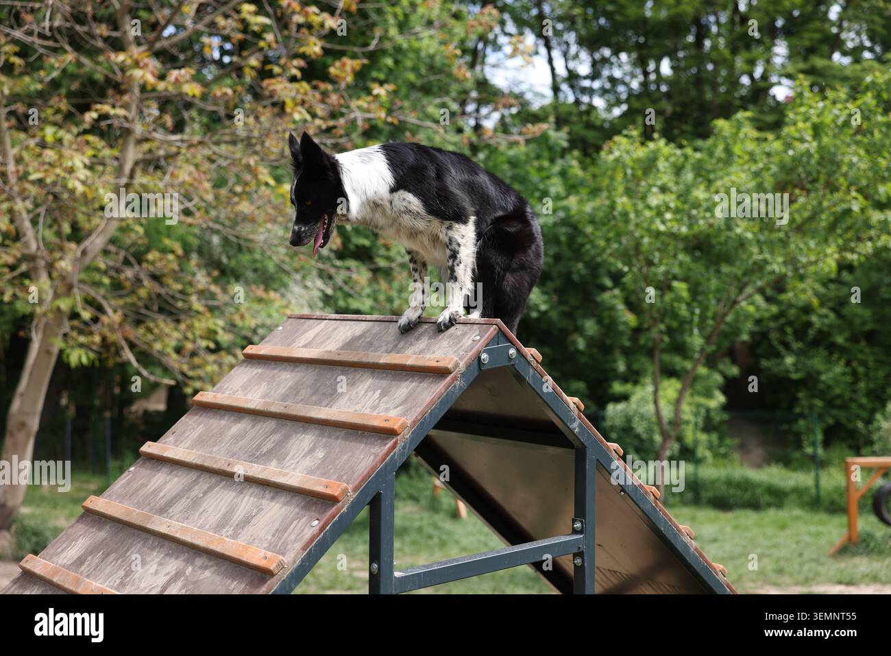 Dog climbing A-frame obstacle at training ground Stock Photo - Alamy