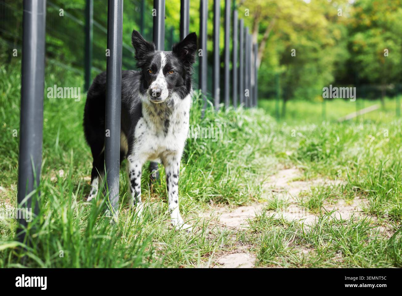 Dog running through weaving poles at training ground. Space for text ...
