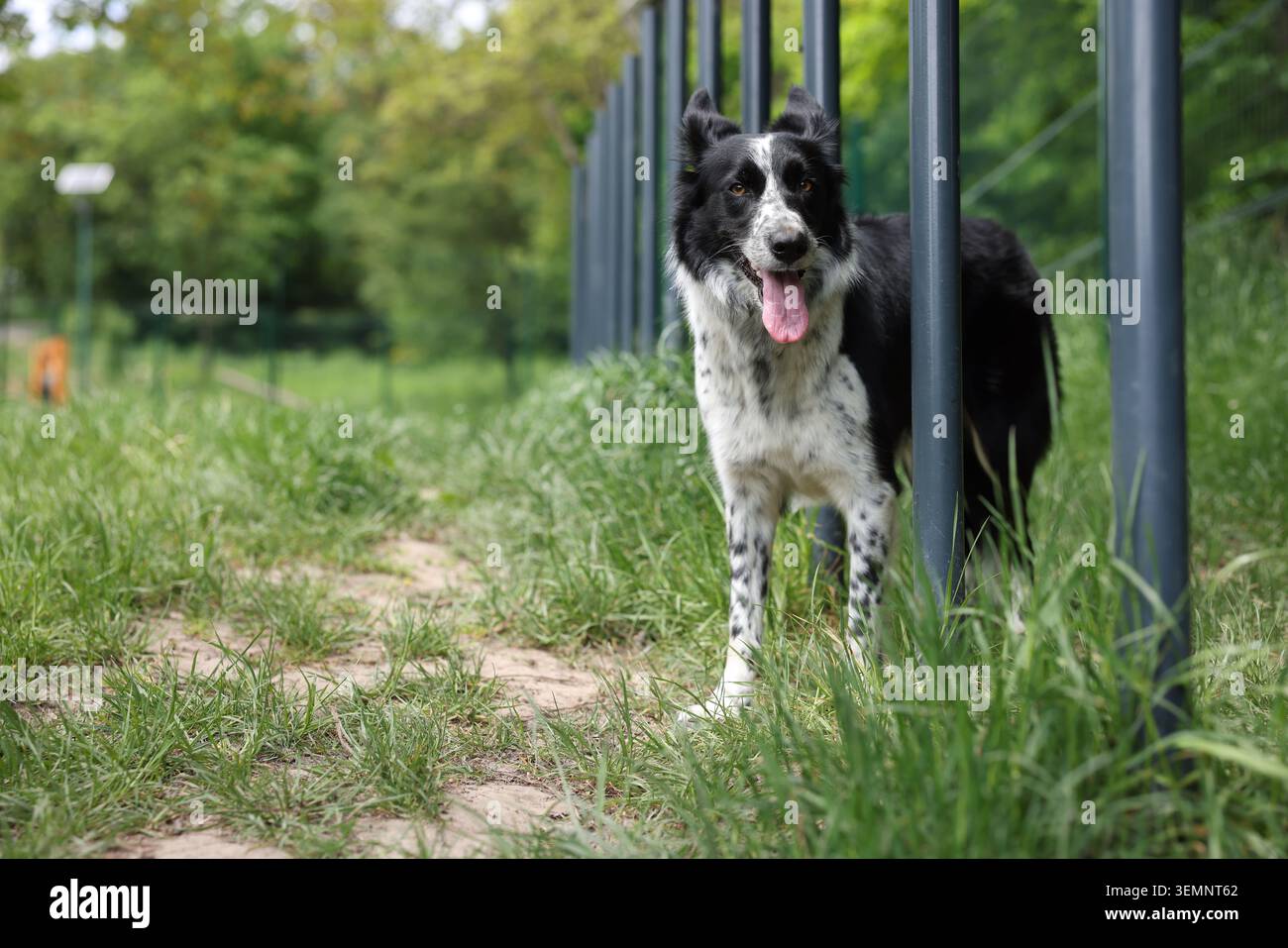 Dog running through weaving poles at training ground. Space for text ...