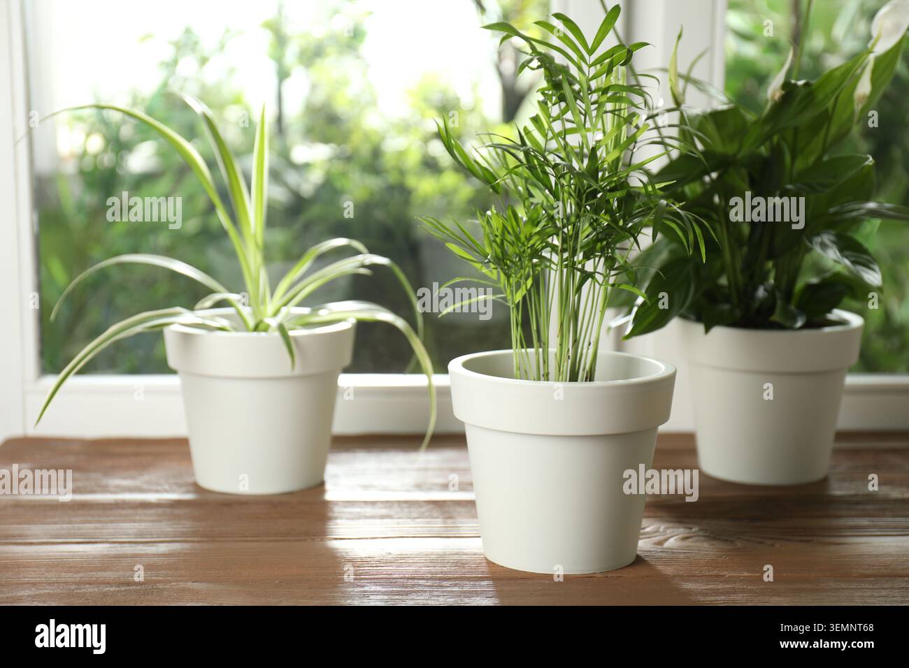 Potted houseplants on wooden window sill indoors, closeup Stock Photo ...