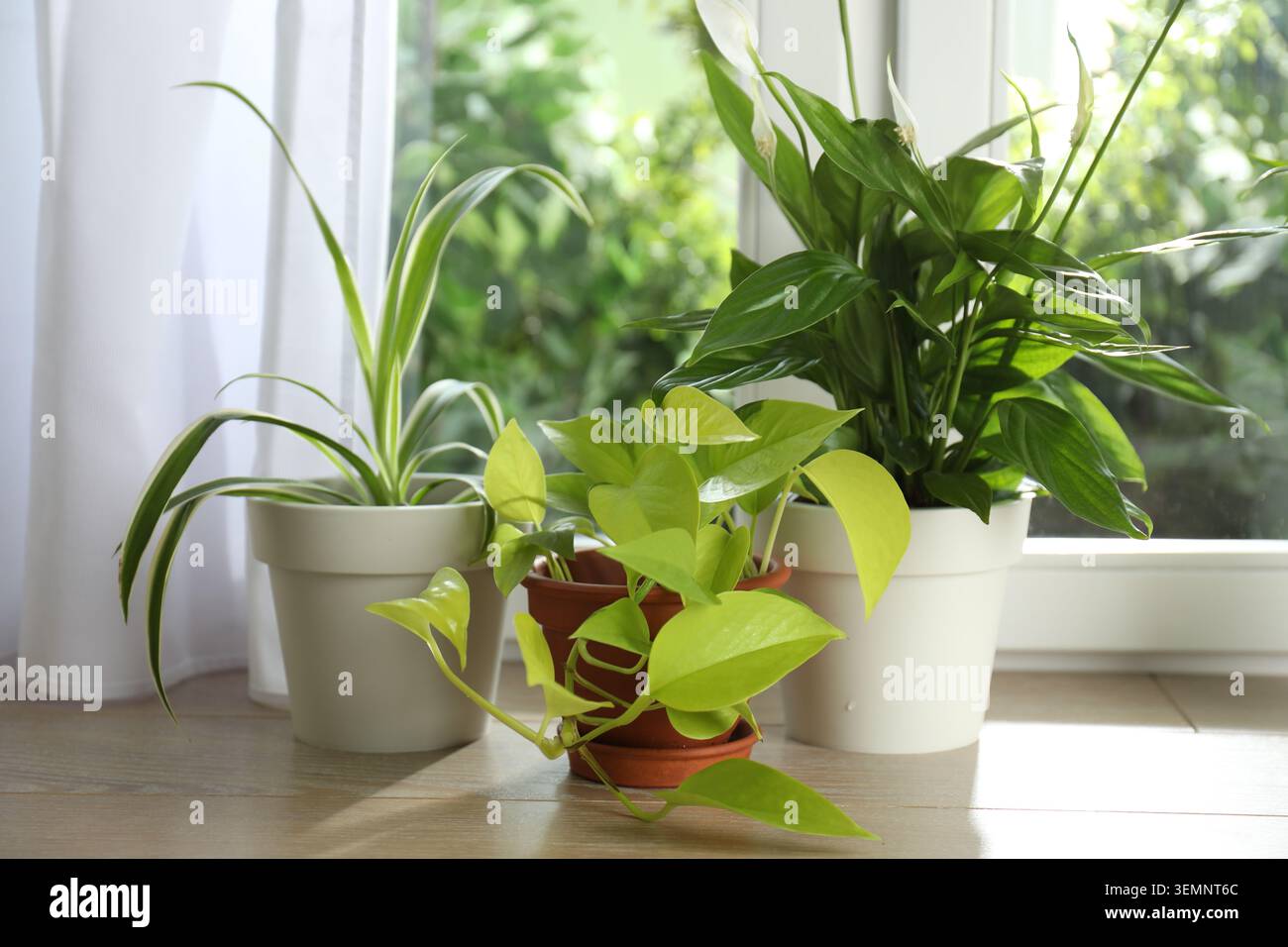 Potted houseplants on wooden window sill indoors, closeup Stock Photo ...