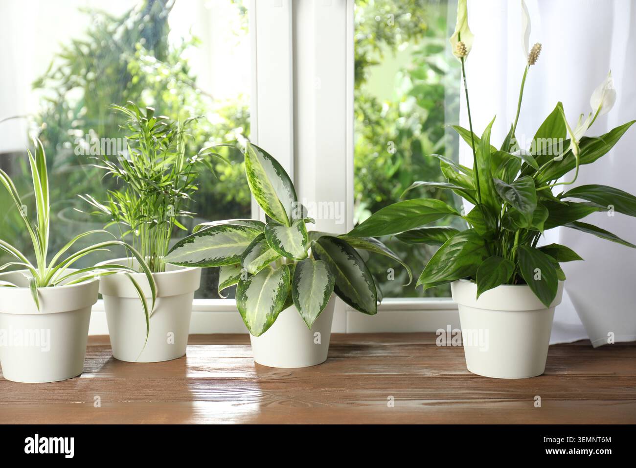 Potted houseplants on wooden window sill indoors Stock Photo - Alamy