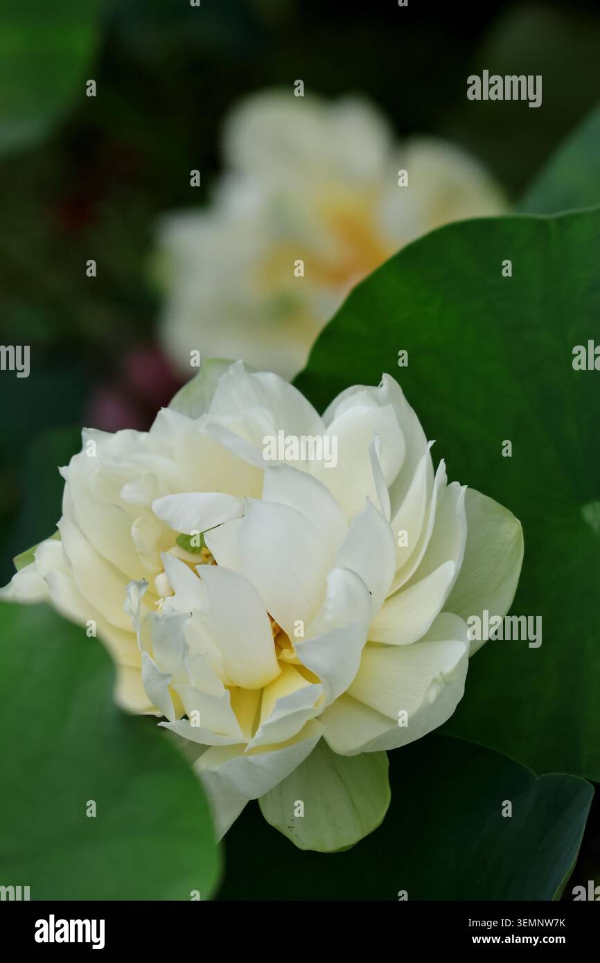 Lotus flowers bloom at Nanxie Penjing Garden in Binjiang Park, Yichang ...