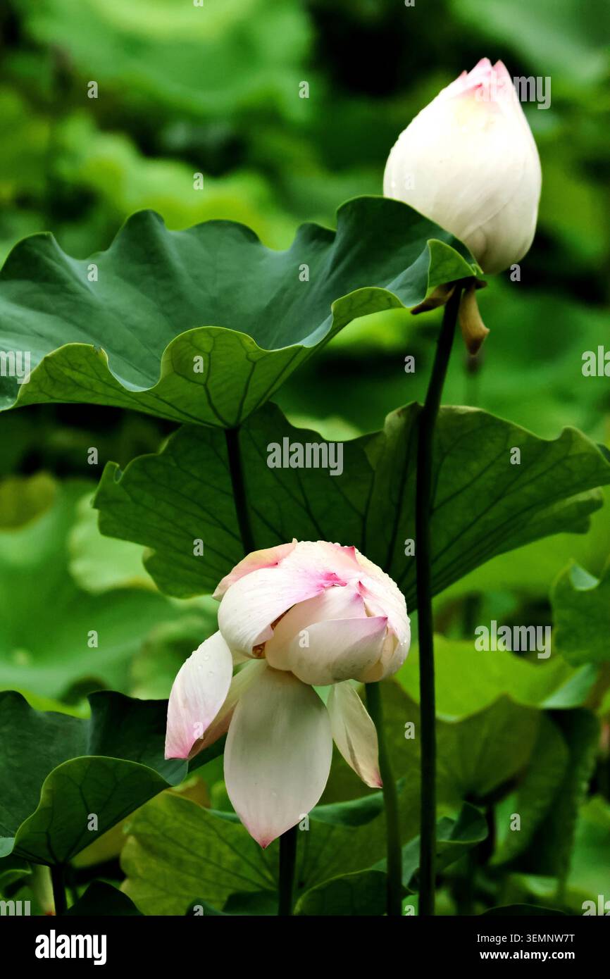 Lotus flowers bloom at Nanxie Penjing Garden in Binjiang Park, Yichang ...