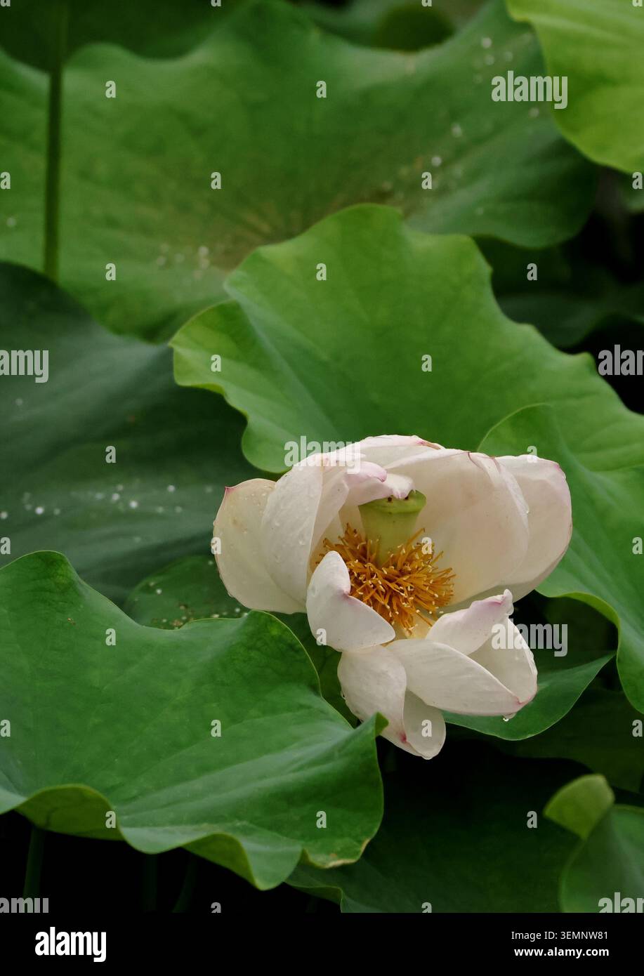 Lotus flowers bloom at Nanxie Penjing Garden in Binjiang Park, Yichang ...
