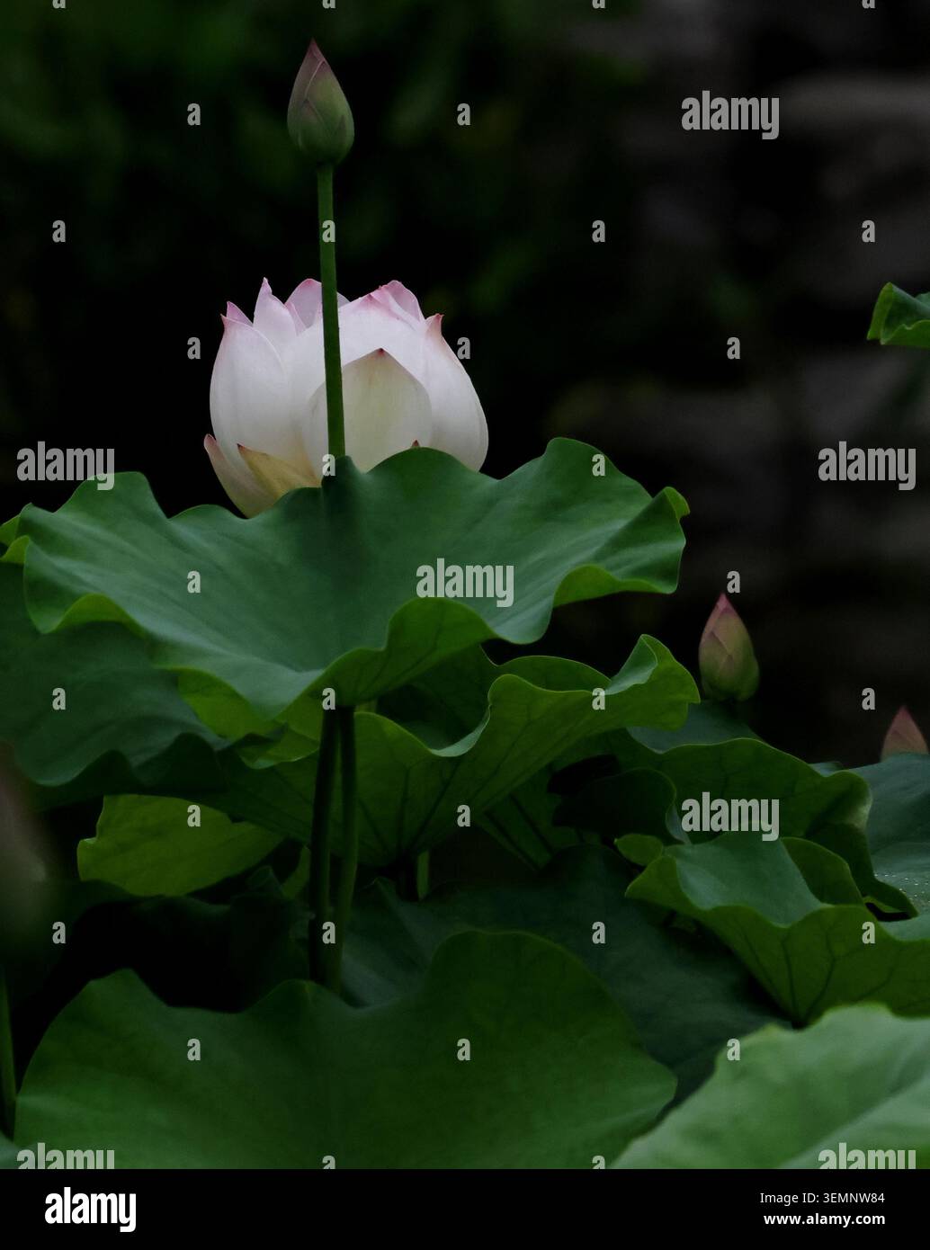 Lotus flowers bloom at Nanxie Penjing Garden in Binjiang Park, Yichang ...