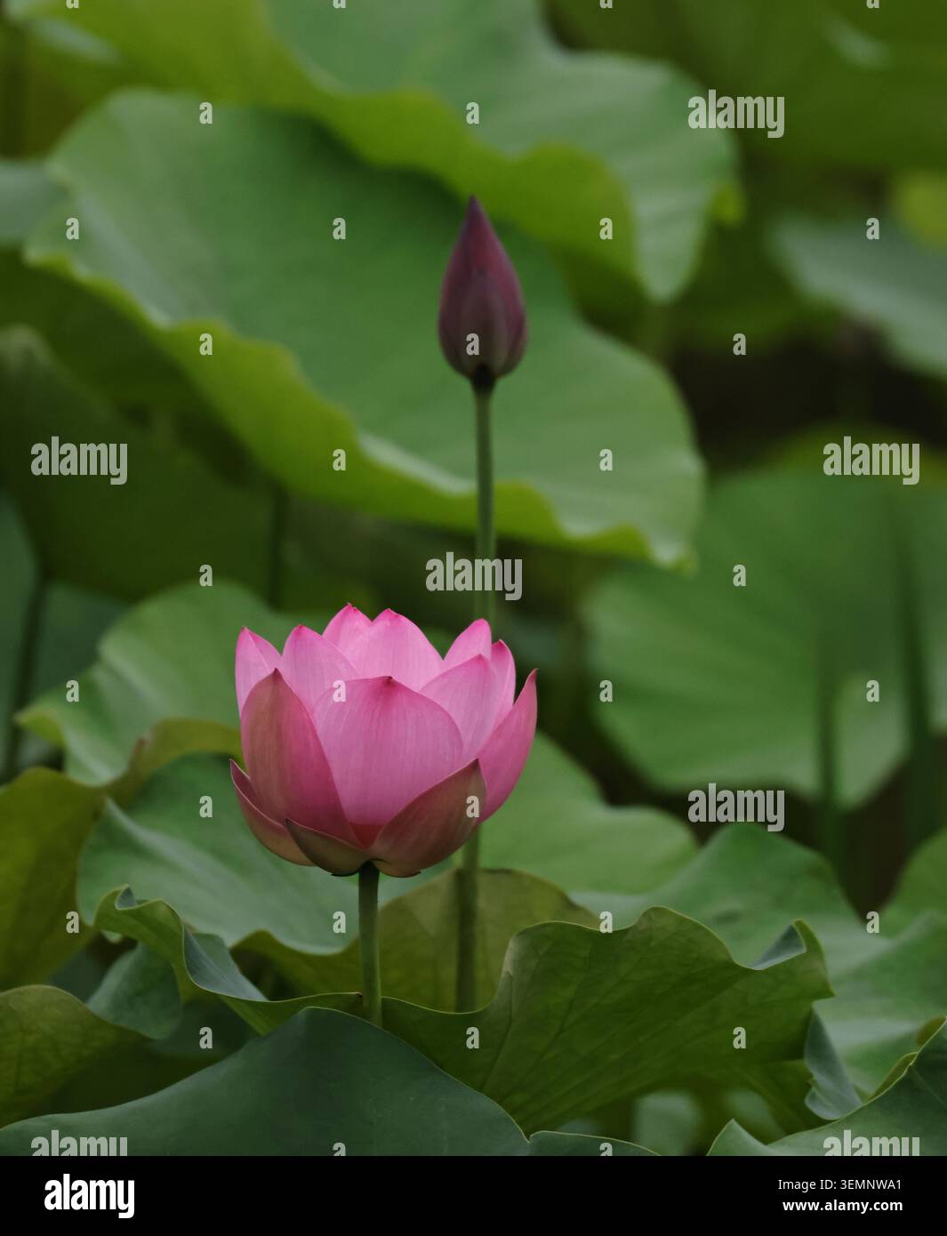 Lotus flowers bloom at Nanxie Penjing Garden in Binjiang Park, Yichang ...