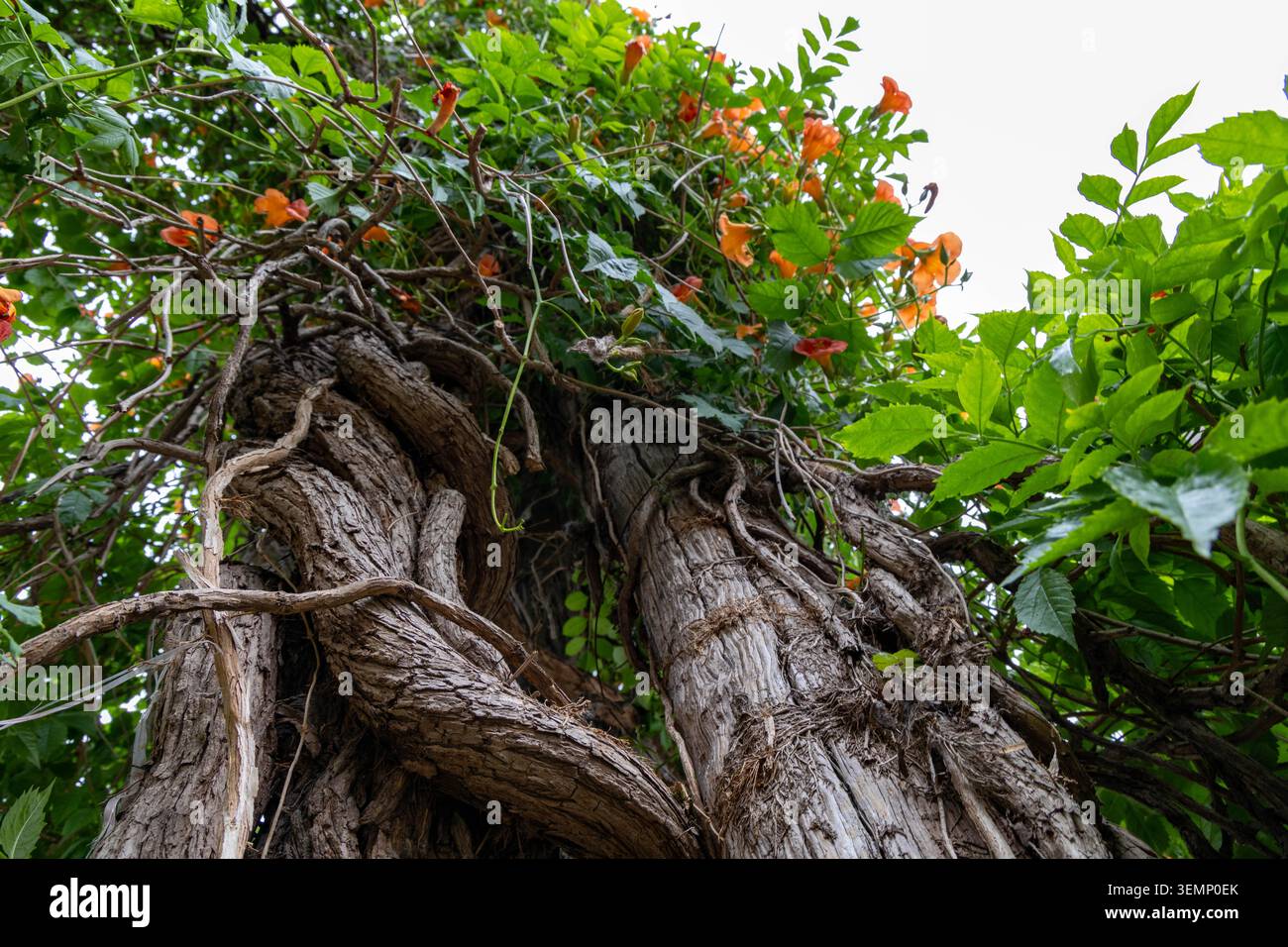 A 320-year-old Chinese trumpet creeper (Campsis grandiflora) reaches ...
