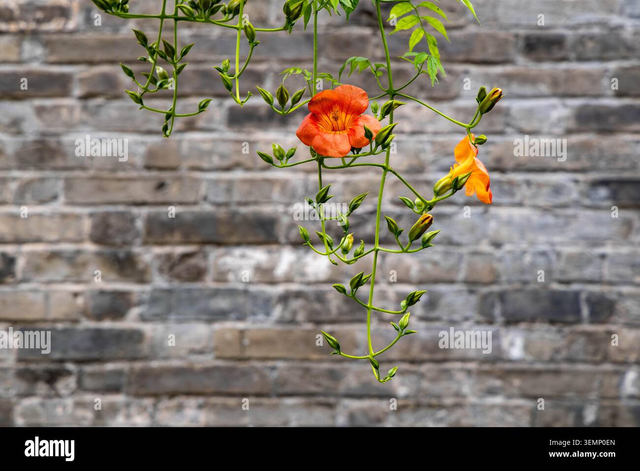 A 320-year-old Chinese trumpet creeper (Campsis grandiflora) reaches ...