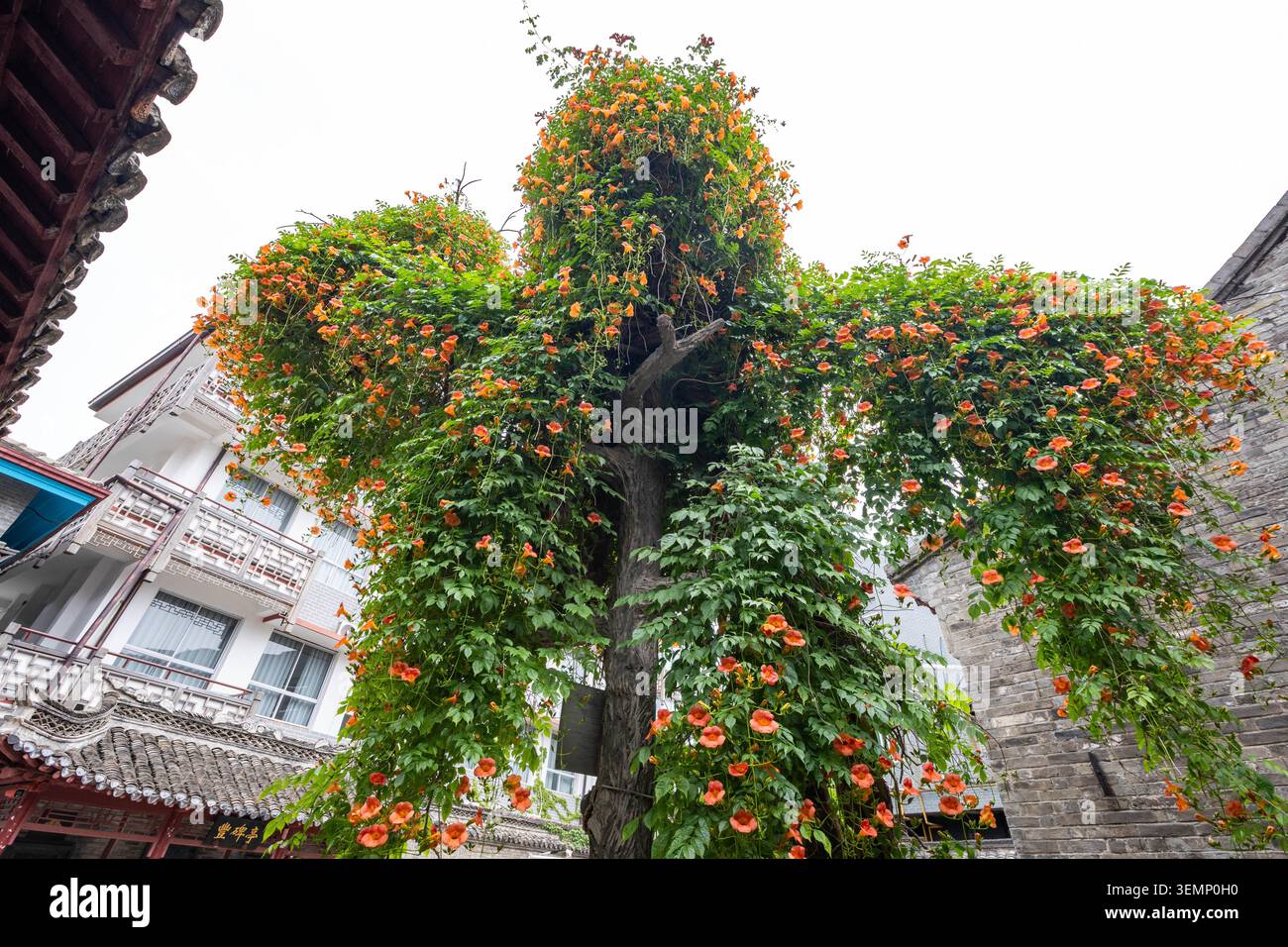 A 320-year-old Chinese trumpet creeper (Campsis grandiflora) reaches ...