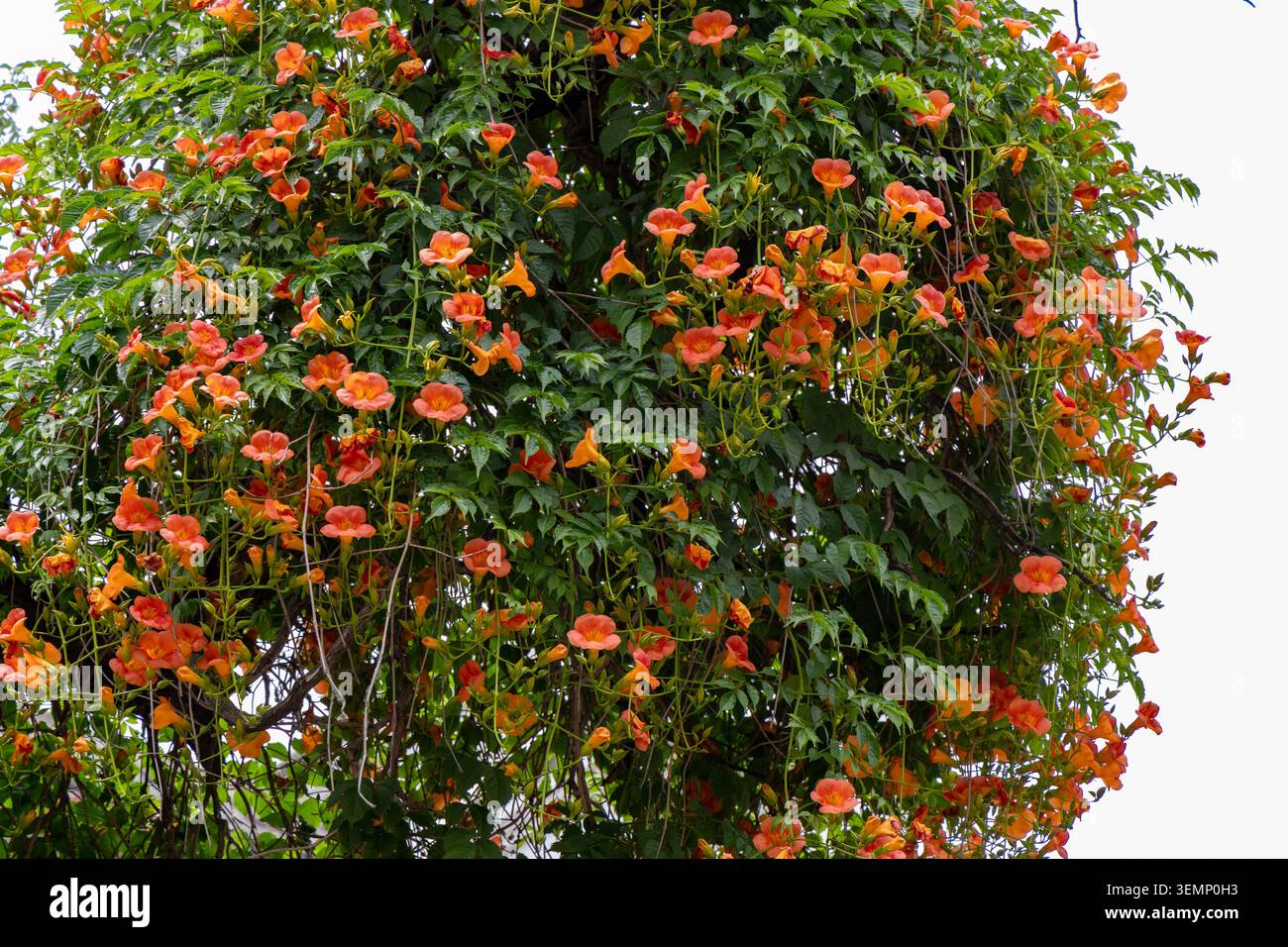 A 320-year-old Chinese trumpet creeper (Campsis grandiflora) reaches ...
