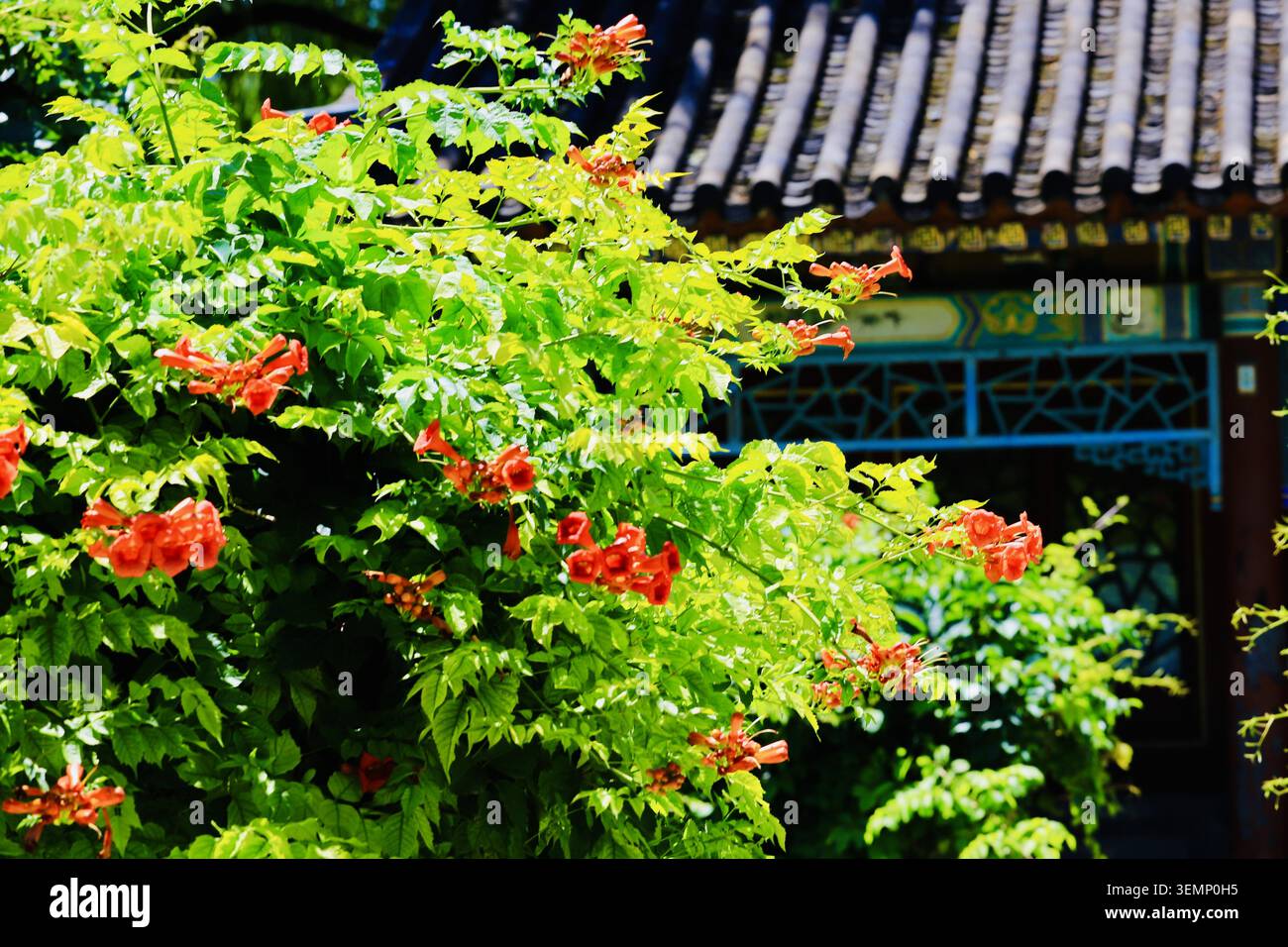 Pomegranate and trumpet flowers bloom in Hengwuyuan of Grand View ...