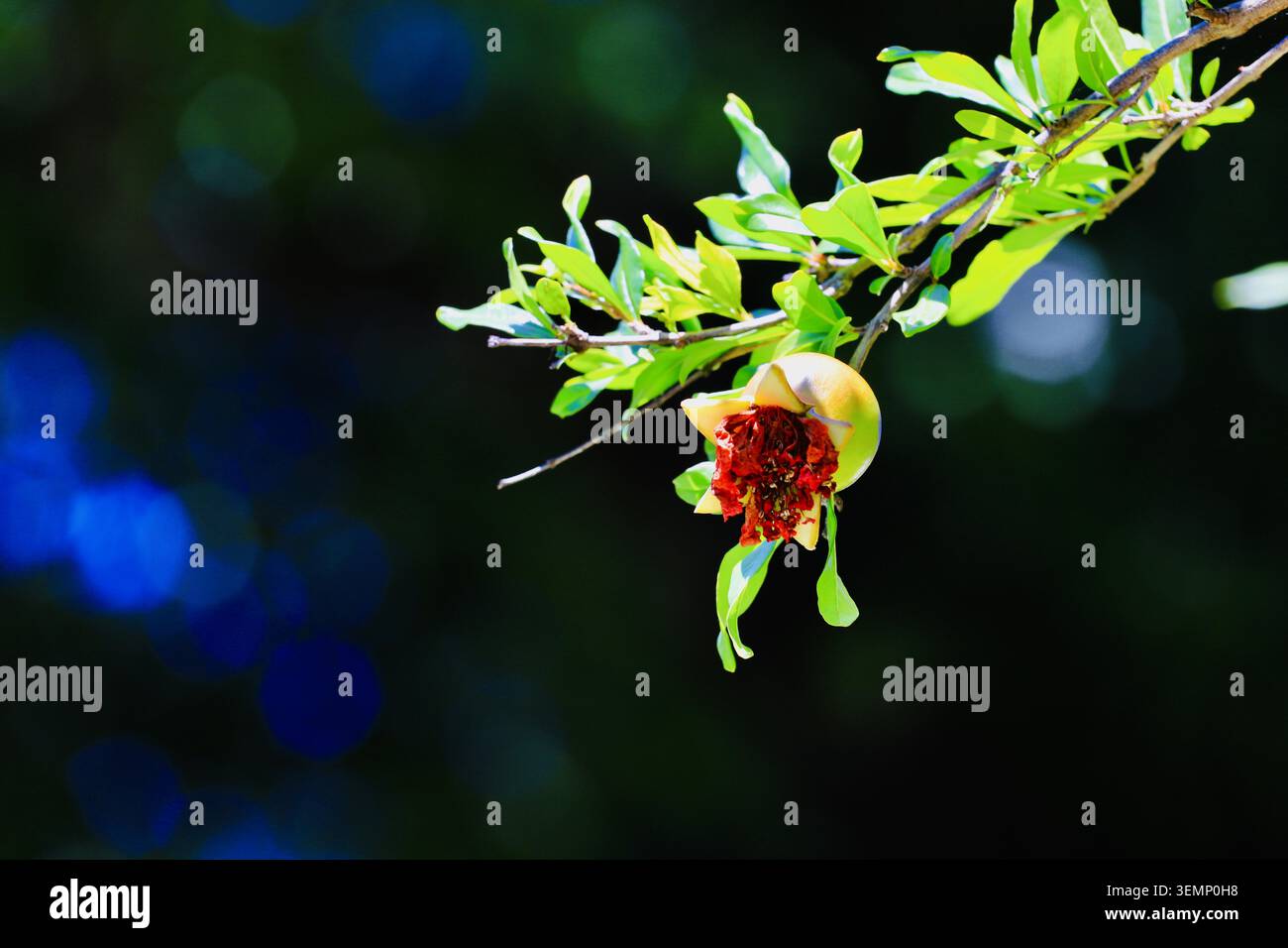 Pomegranate and trumpet flowers bloom in Hengwuyuan of Grand View ...