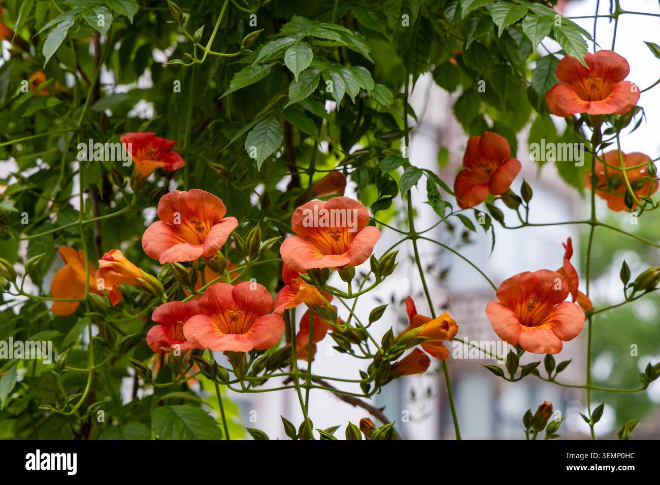 A 320-year-old Chinese trumpet creeper (Campsis grandiflora) reaches ...