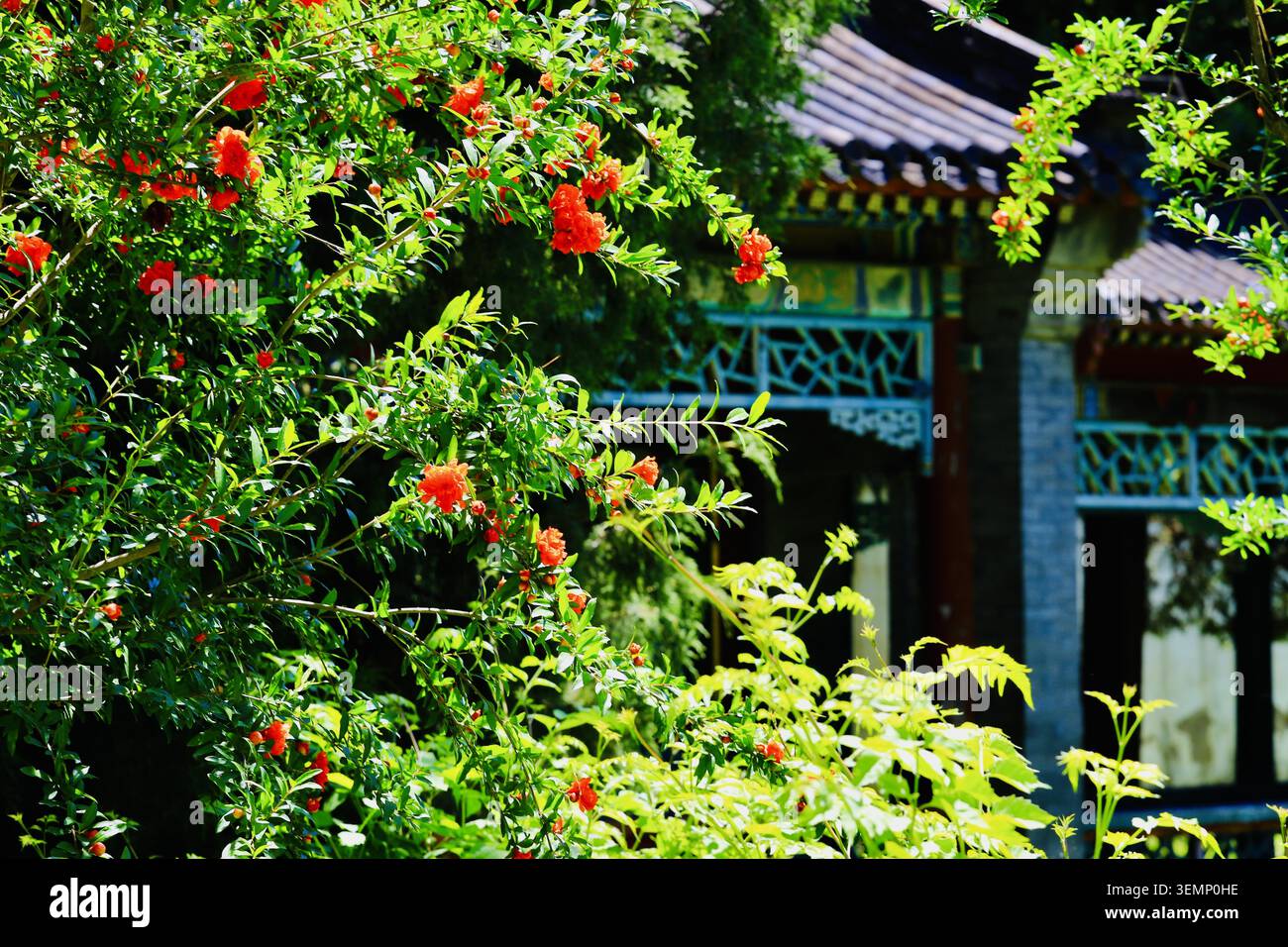 Pomegranate and trumpet flowers bloom in Hengwuyuan of Grand View ...