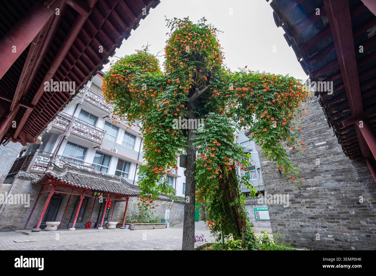 A 320-year-old Chinese trumpet creeper (Campsis grandiflora) reaches ...