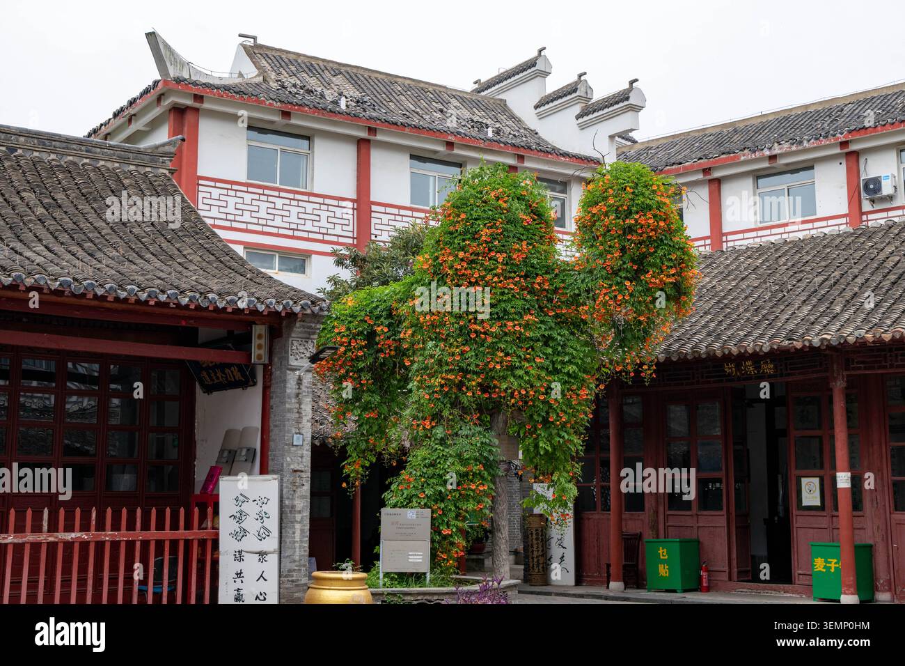 A 320-year-old Chinese trumpet creeper (Campsis grandiflora) reaches ...