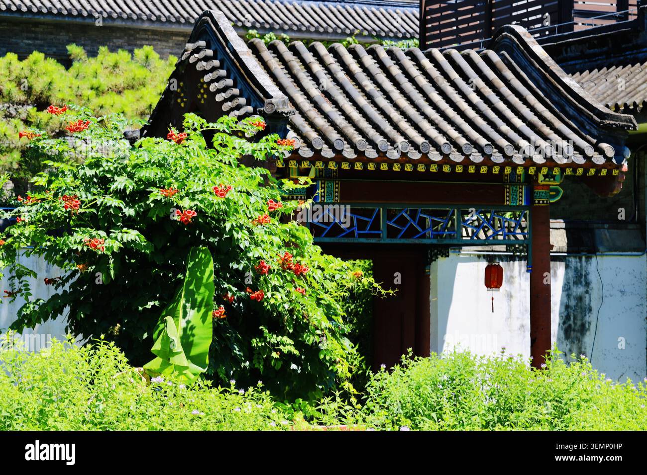 Pomegranate and trumpet flowers bloom in Hengwuyuan of Grand View ...
