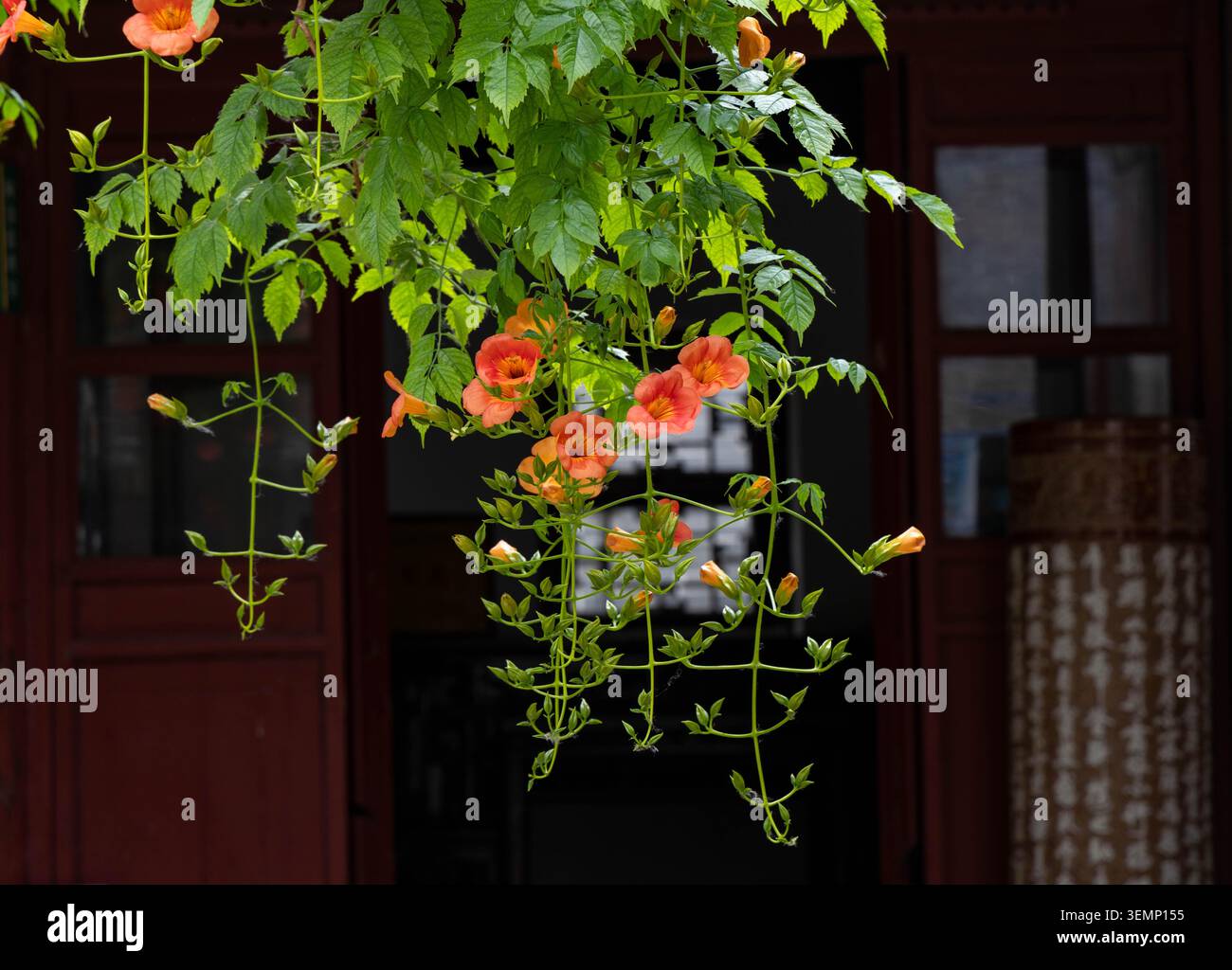 A 320-year-old Chinese trumpet creeper (Campsis grandiflora) reaches ...