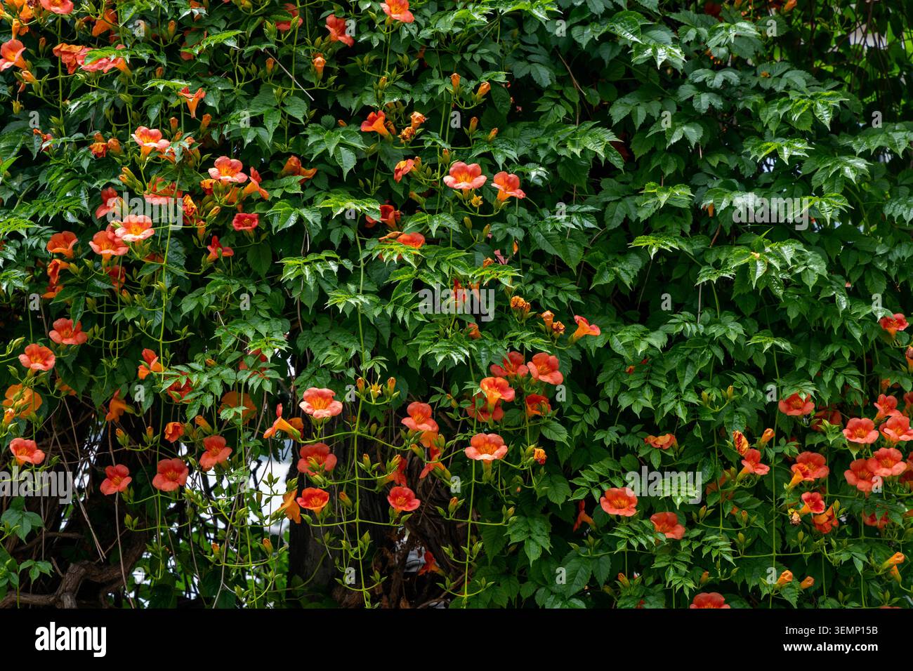 A 320-year-old Chinese trumpet creeper (Campsis grandiflora) reaches ...