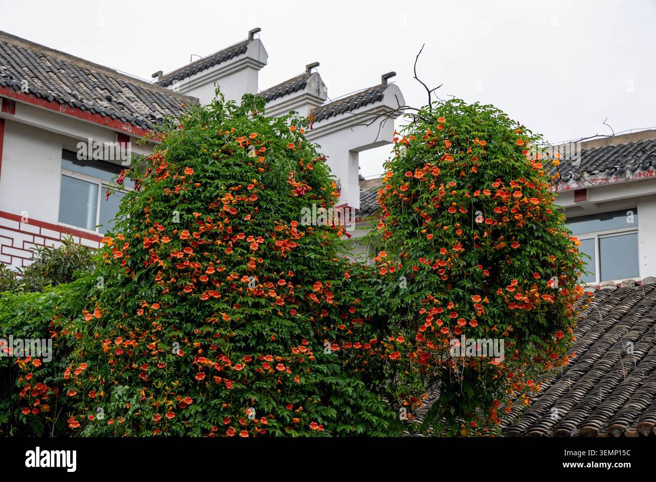 A 320-year-old Chinese trumpet creeper (Campsis grandiflora) reaches ...