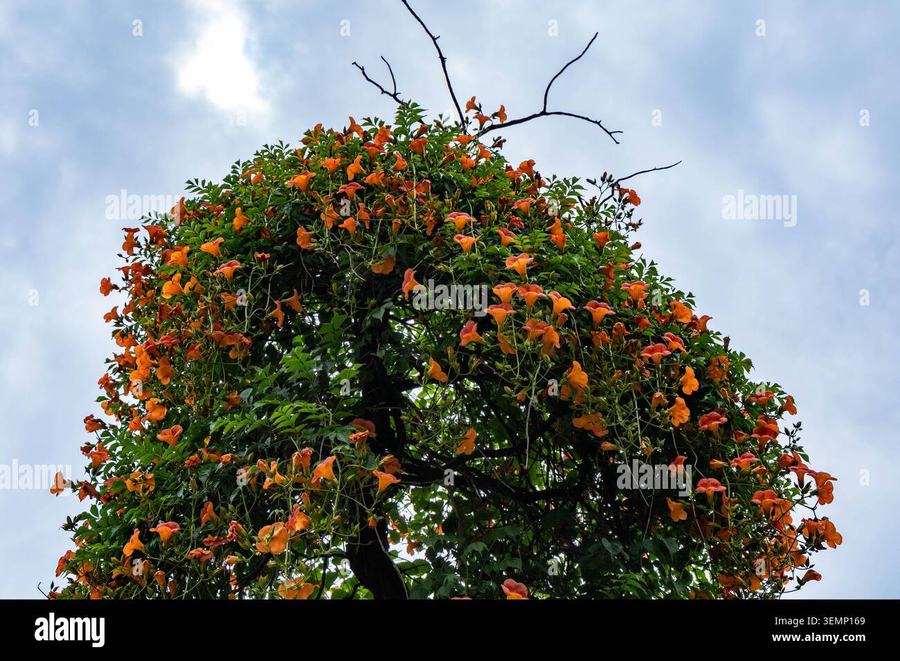 A 320-year-old Chinese trumpet creeper (Campsis grandiflora) reaches ...