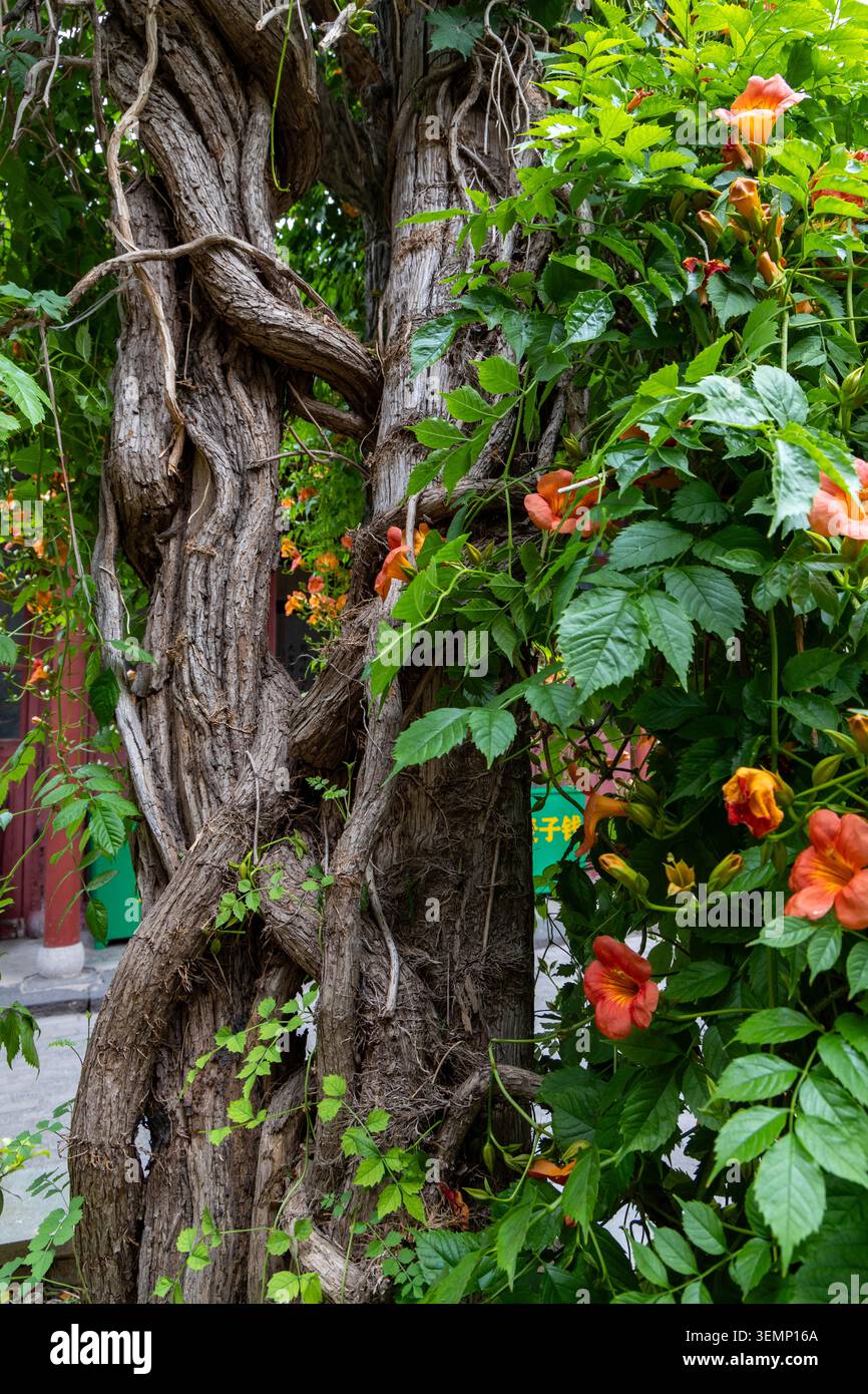 A 320-year-old Chinese trumpet creeper (Campsis grandiflora) reaches ...