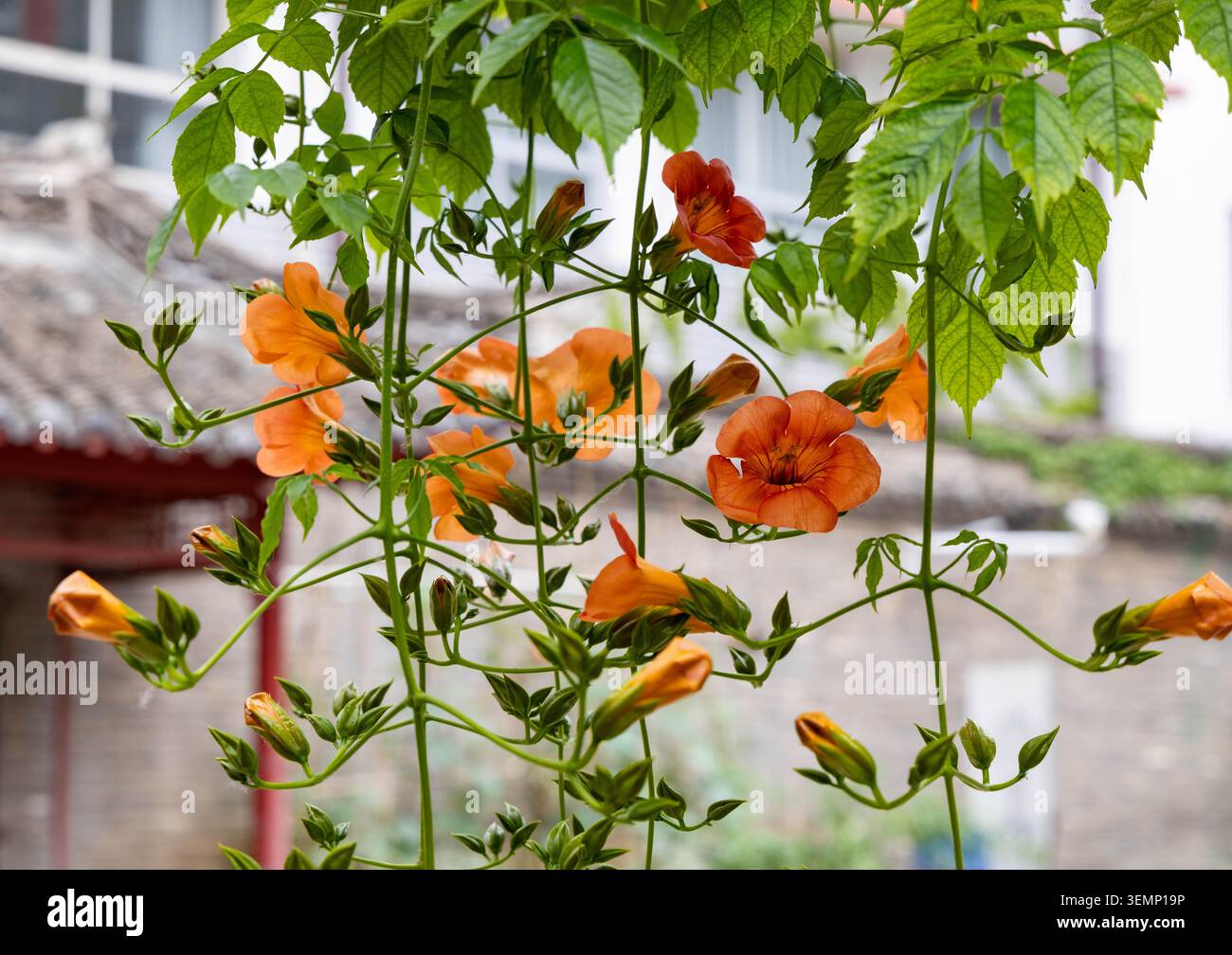 A 320-year-old Chinese trumpet creeper (Campsis grandiflora) reaches ...