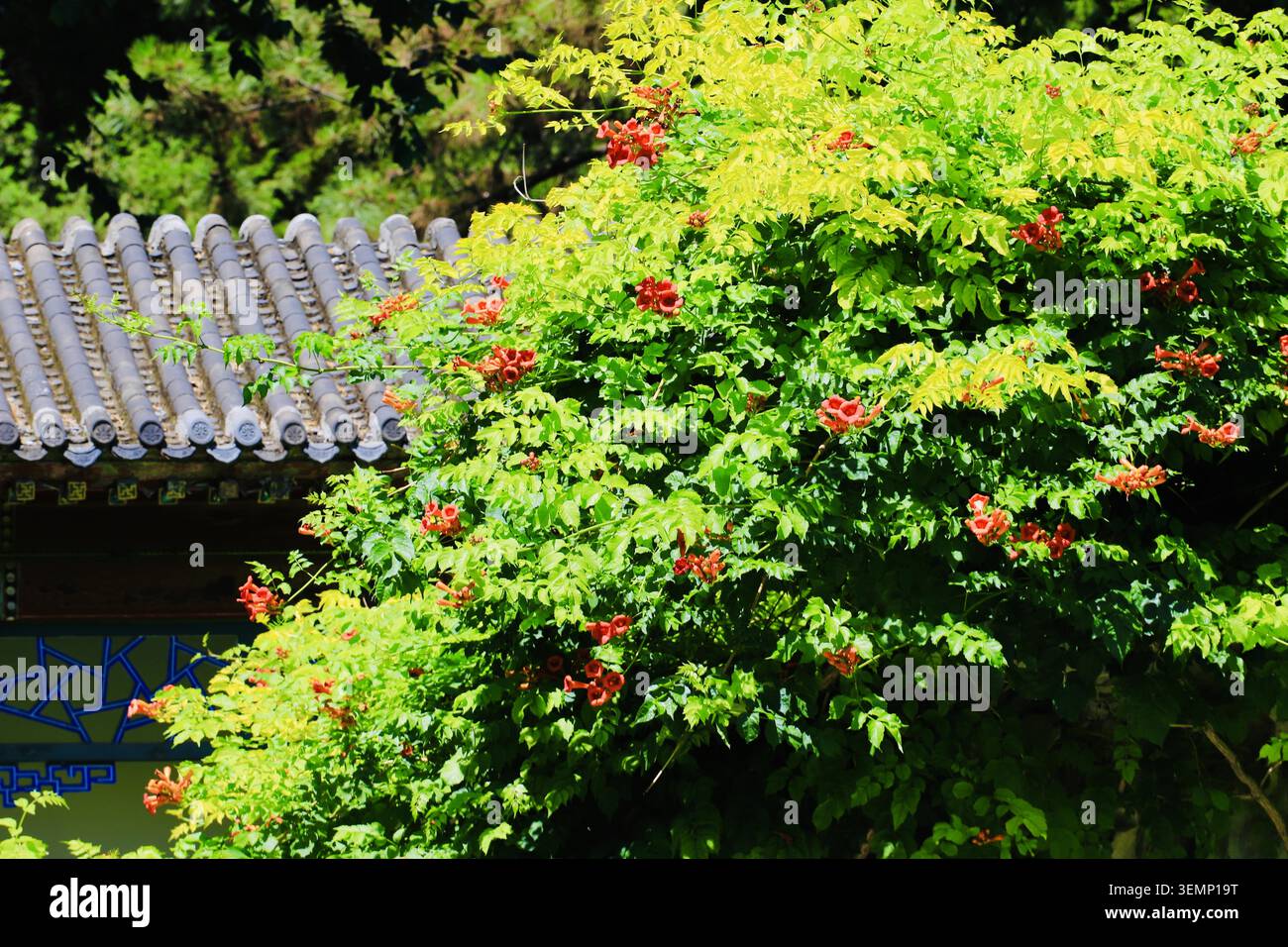 Pomegranate and trumpet flowers bloom in Hengwuyuan of Grand View ...