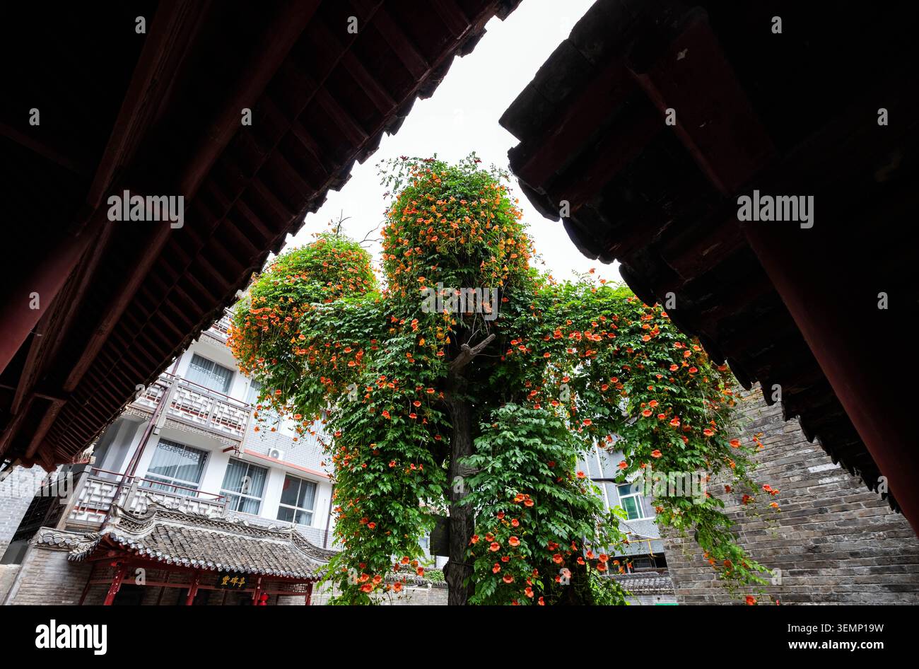 A 320-year-old Chinese trumpet creeper (Campsis grandiflora) reaches ...
