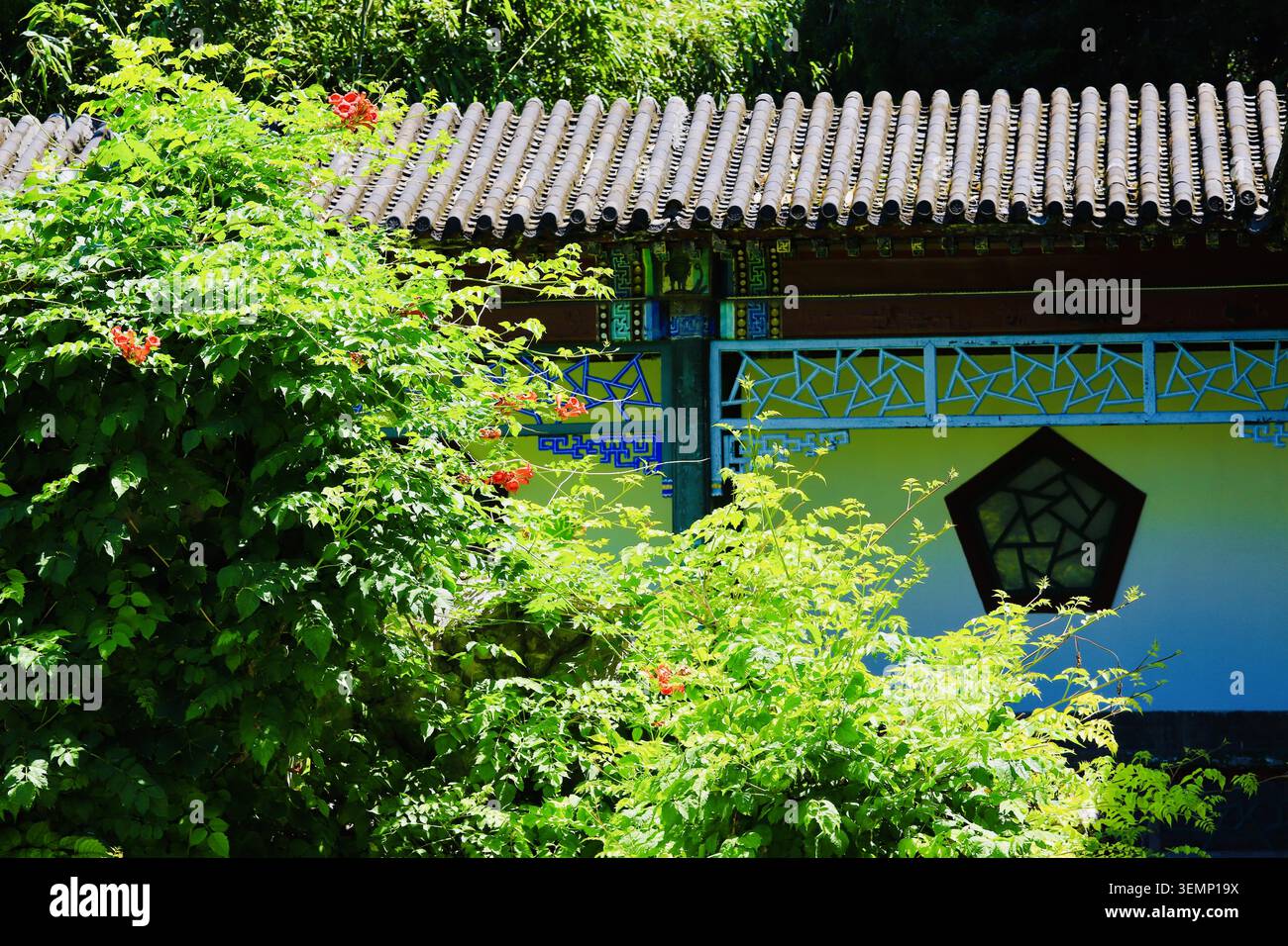 Pomegranate and trumpet flowers bloom in Hengwuyuan of Grand View ...