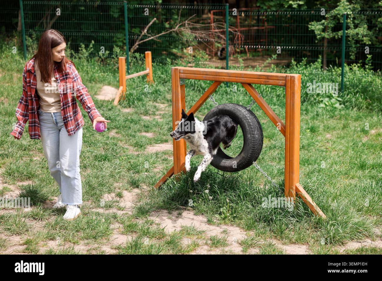 Woman training her dog jumping through tire at park Stock Photo - Alamy