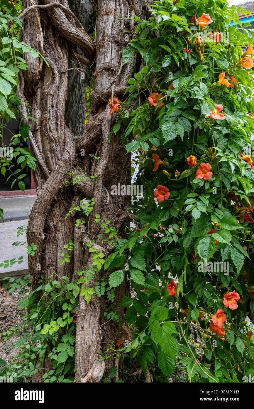 A 320-year-old Chinese trumpet creeper (Campsis grandiflora) reaches ...