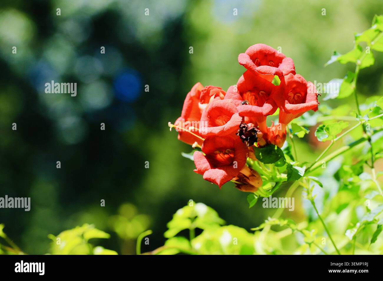 Pomegranate and trumpet flowers bloom in Hengwuyuan of Grand View ...