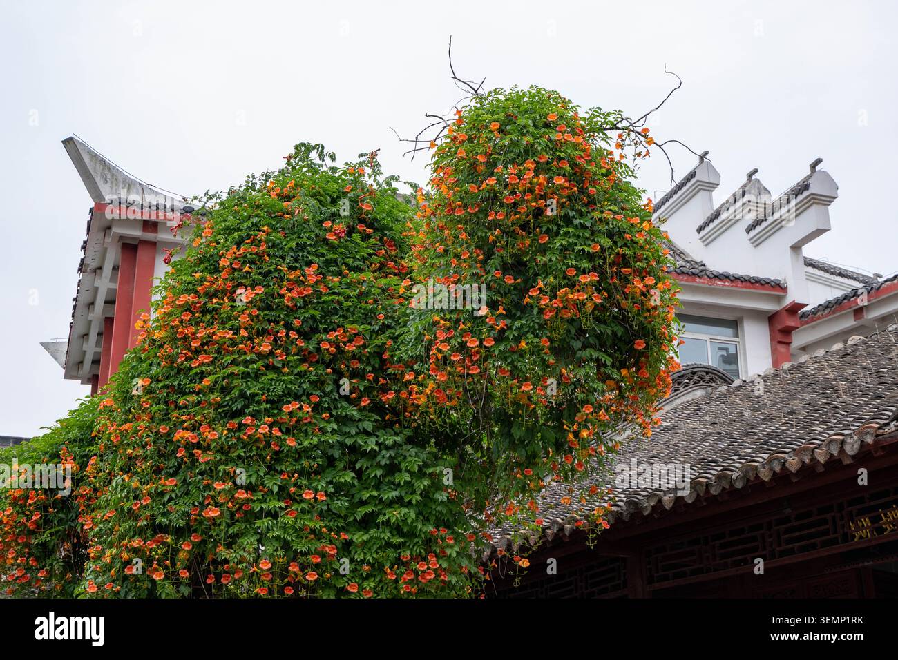 A 320-year-old Chinese trumpet creeper (Campsis grandiflora) reaches ...