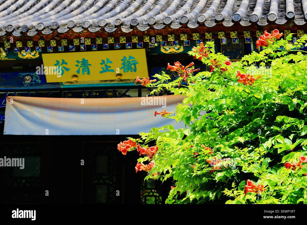 Pomegranate and trumpet flowers bloom in Hengwuyuan of Grand View ...