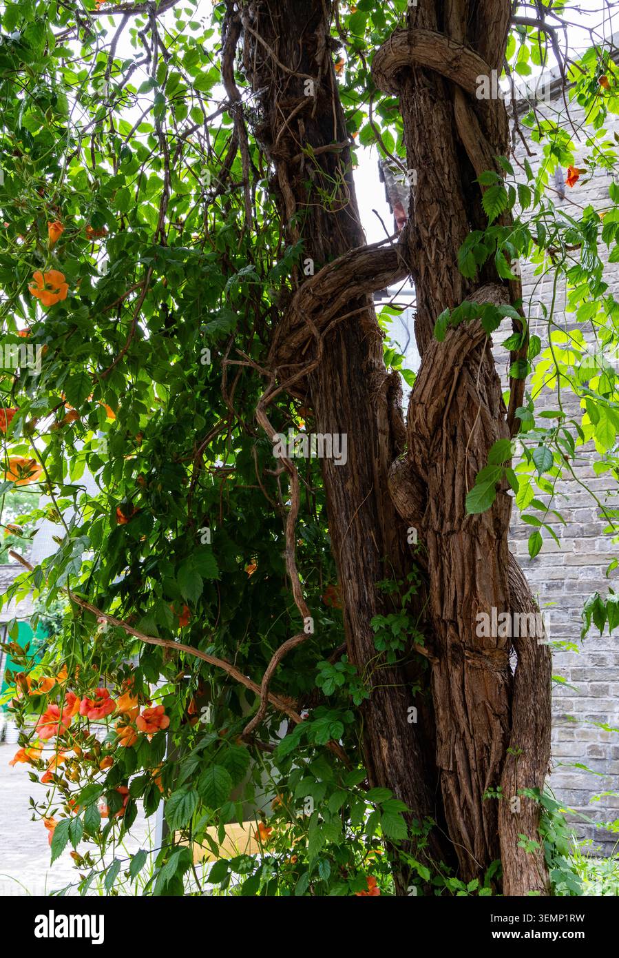 A 320-year-old Chinese trumpet creeper (Campsis grandiflora) reaches ...