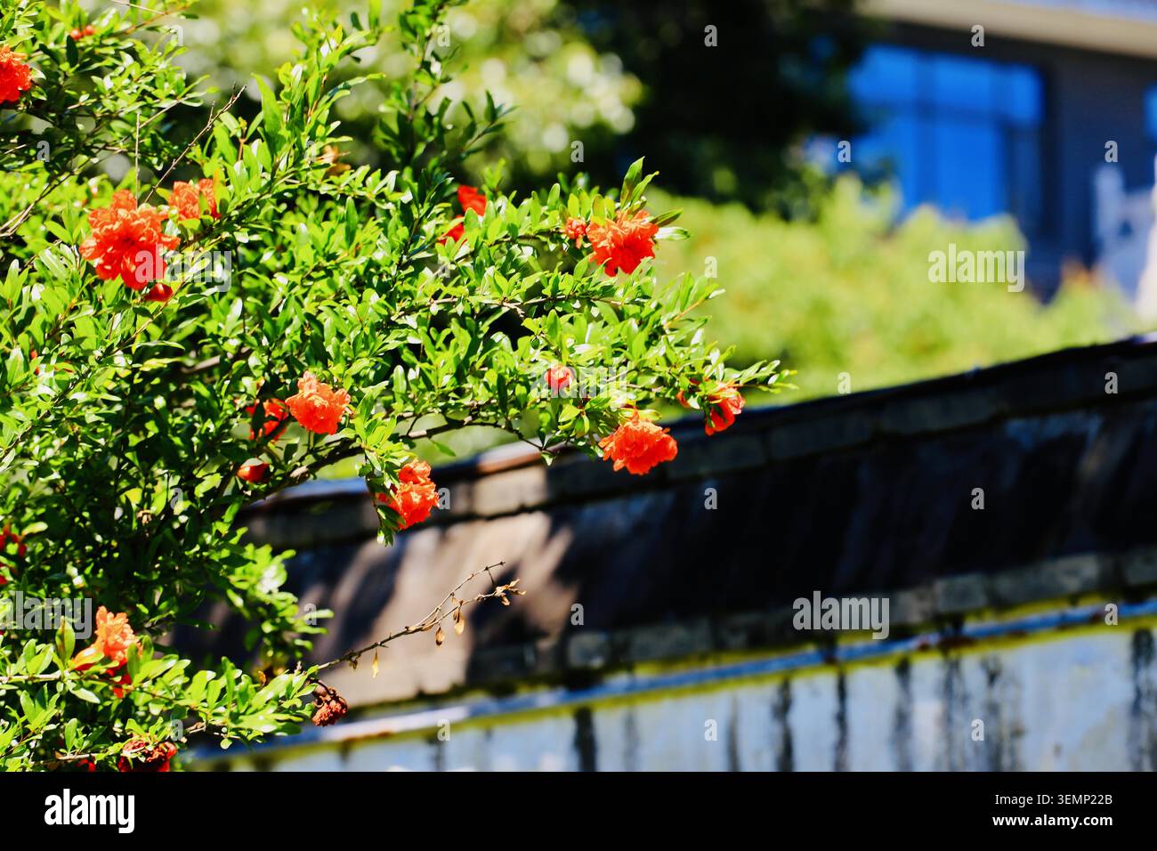 Pomegranate and trumpet flowers bloom in Hengwuyuan of Grand View ...