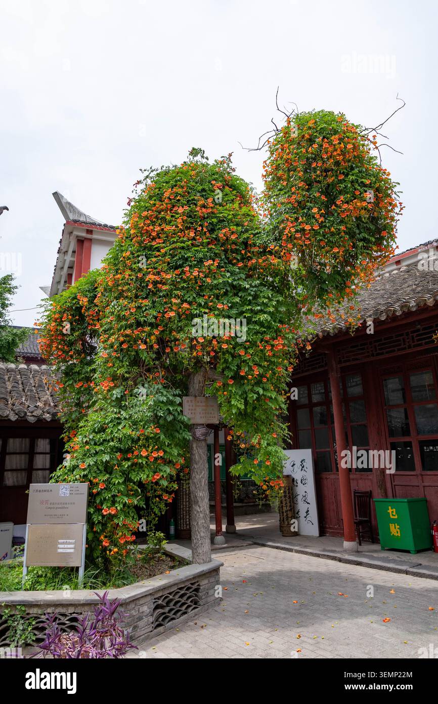 A 320-year-old Chinese trumpet creeper (Campsis grandiflora) reaches ...