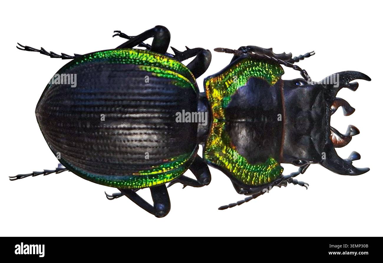 A copper bordered Ground Beetle Mouhotia batesi is isolated against a ...