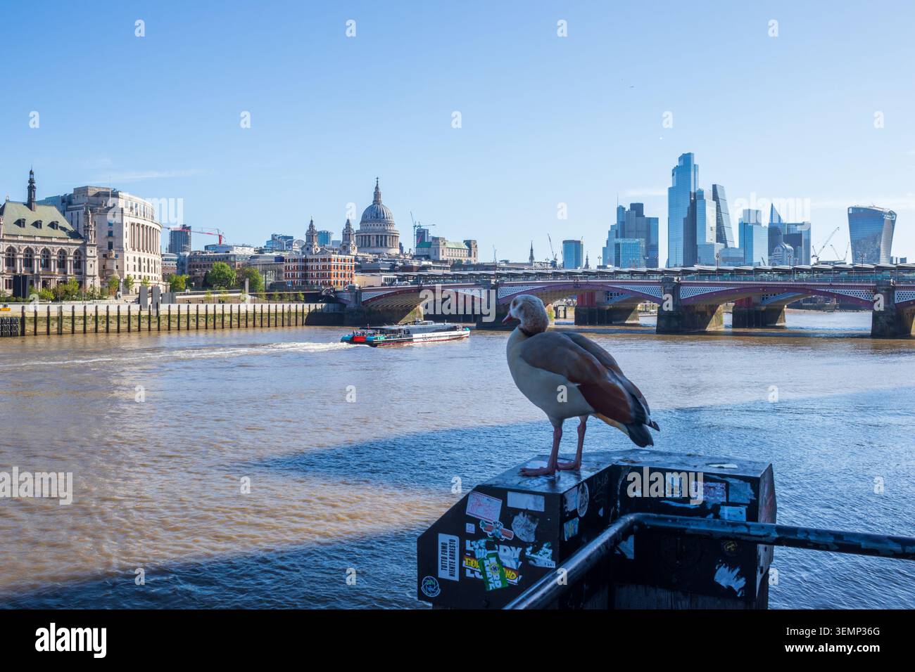 Egyptian Goose (Alopochen aegyptiaca) looking across the River Thames ...