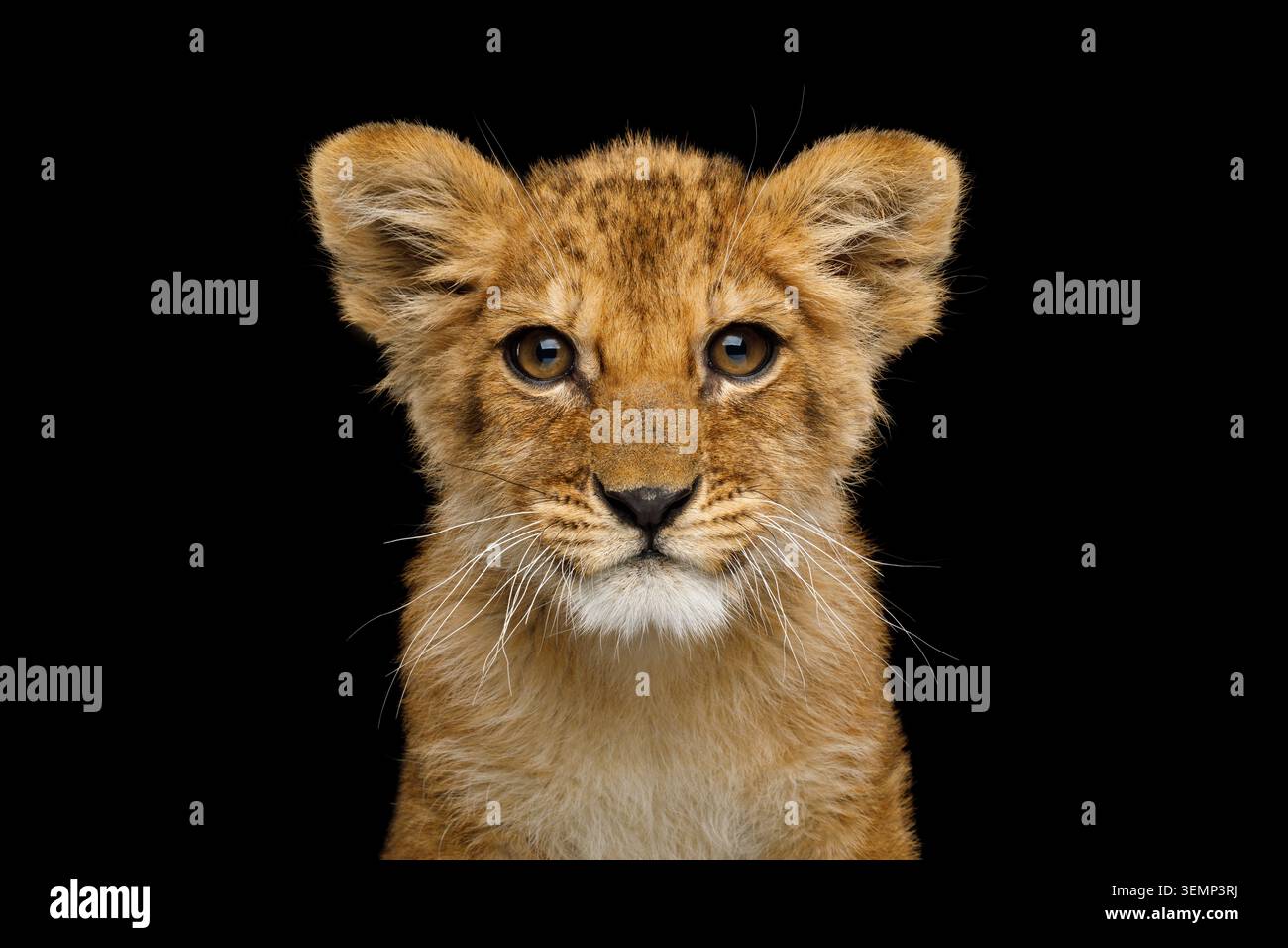 Lion cub frontal portrait staring attentively at camera on black ...