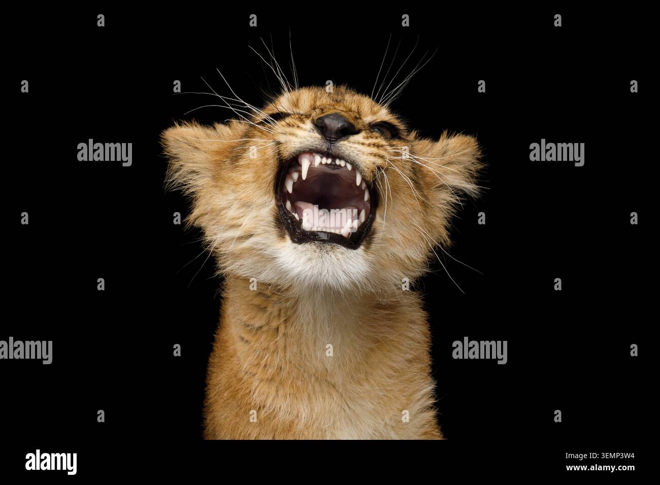 Lion cub roaring with wide open mouth and teeth visible on black ...
