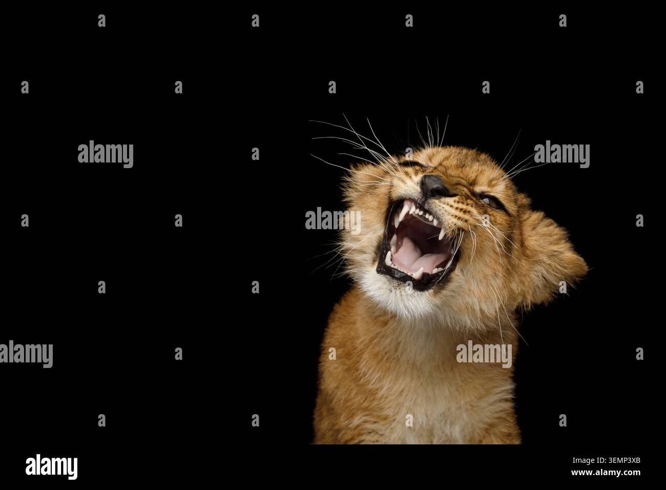 Lion cub roaring close-up with open mouth and teeth visible on black ...